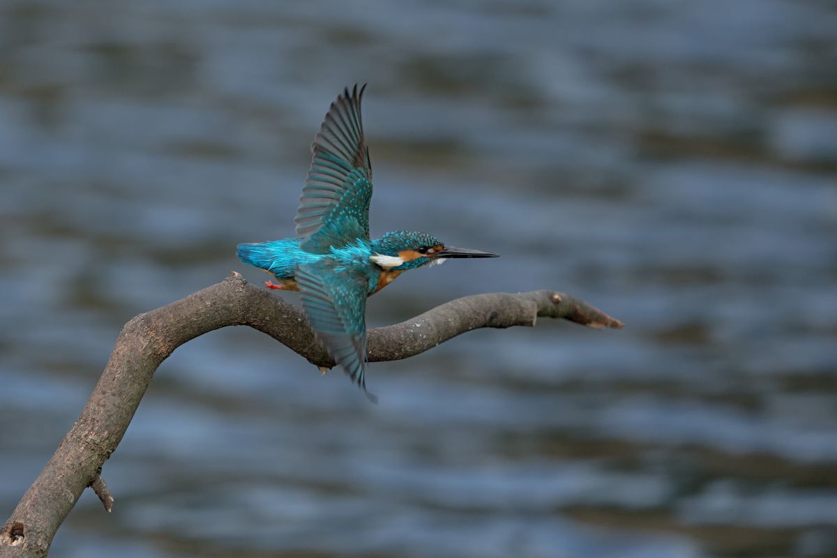 全開でGO！！ | GANREF