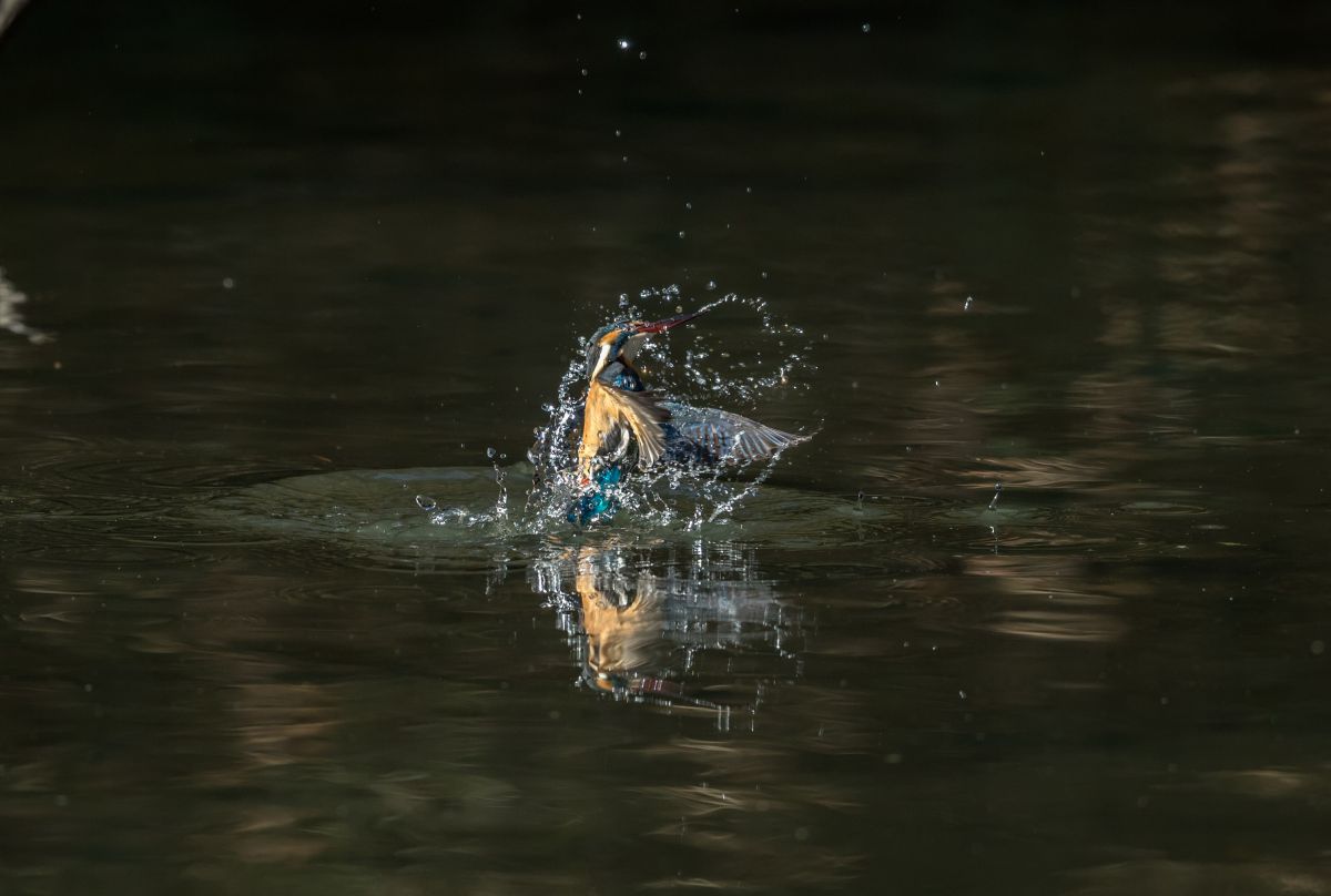 splash art of kingfisher | GANREF