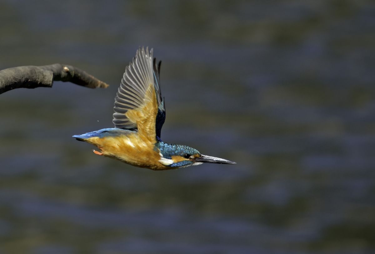 3-31-飛び出し3 | GANREF