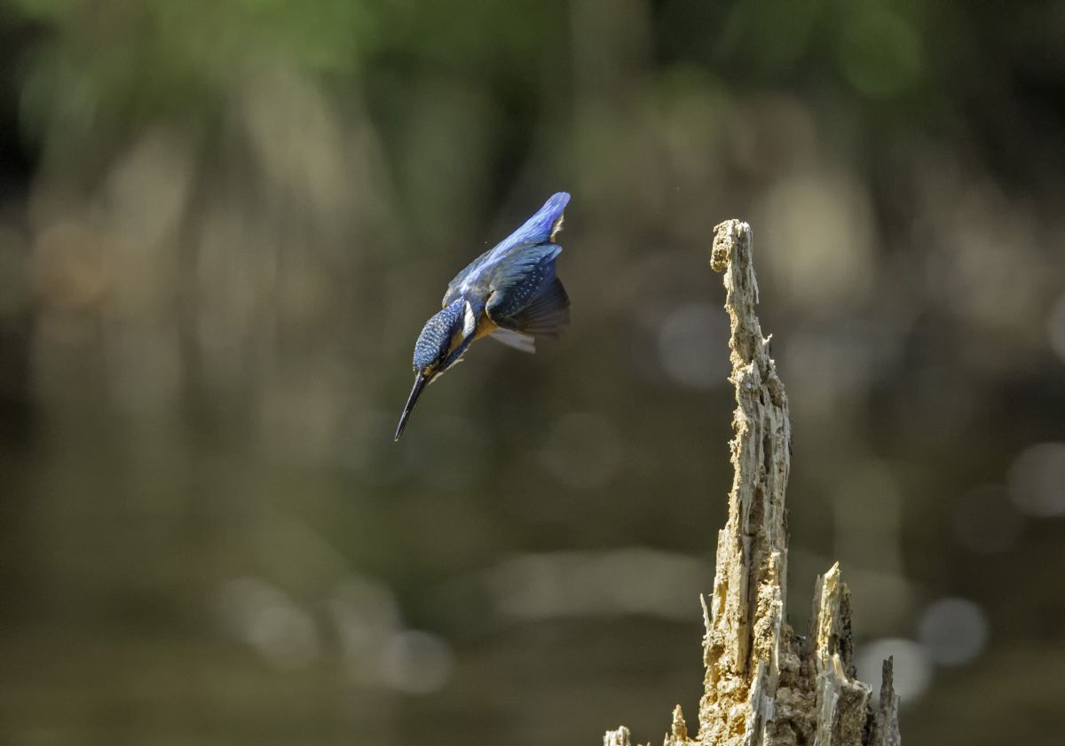 4-7-renzoku1.jpg | GANREF