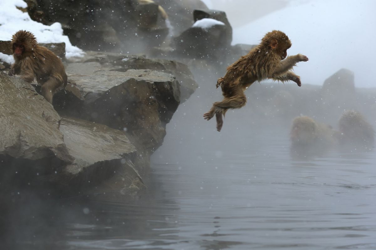 Monkey Jump | GANREF