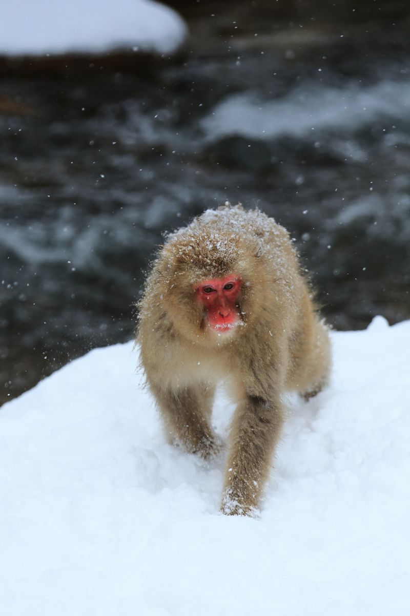 Snow Monkey | GANREF