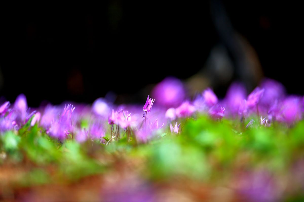 Spring ephemeral(春の妖精) | GANREF