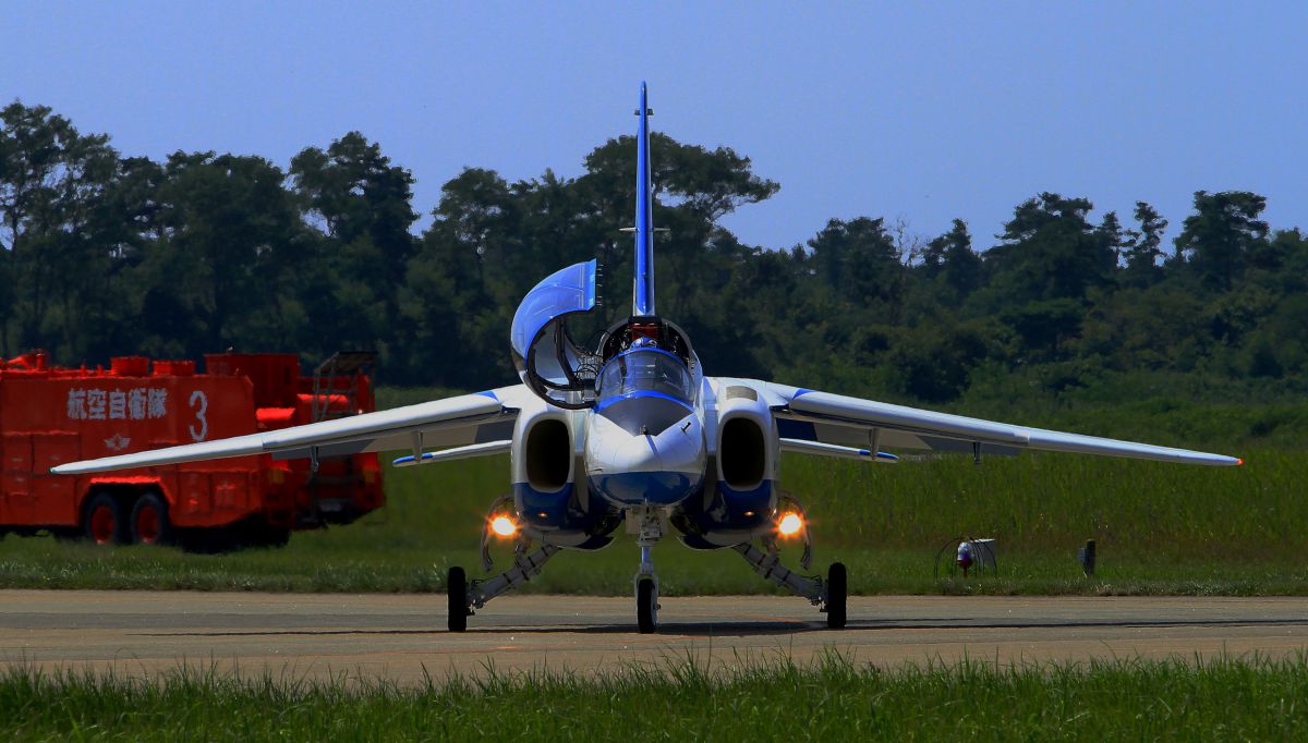 Face of dolphin | GANREF