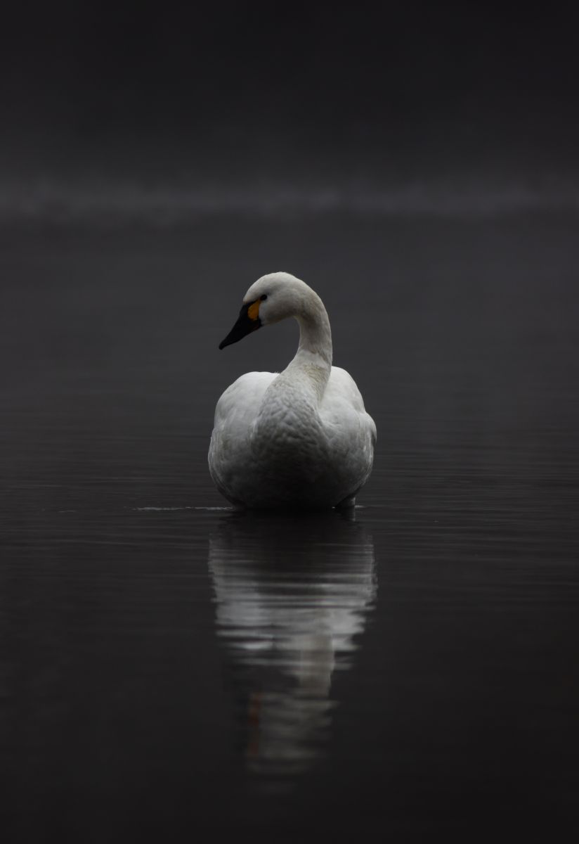 - swan - | GANREF