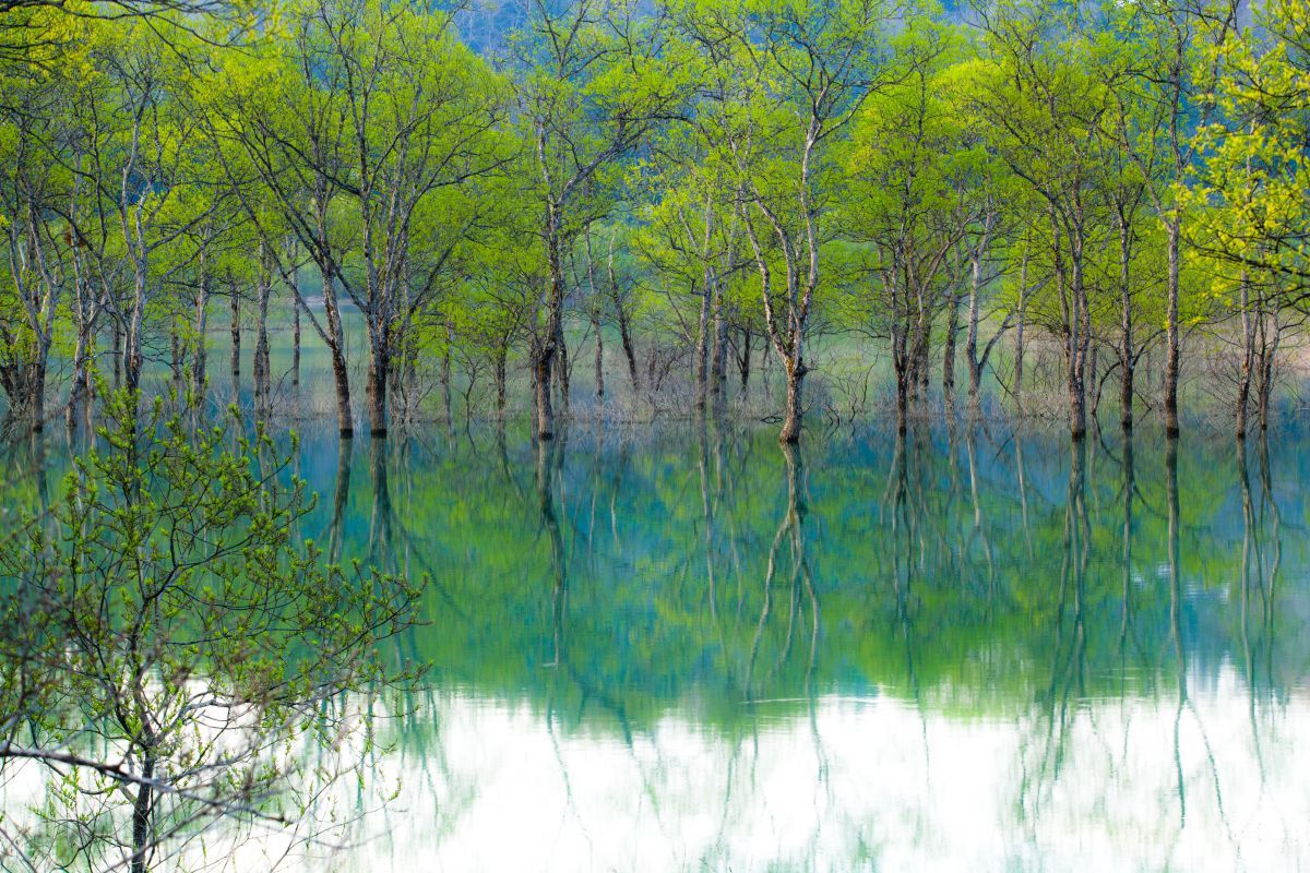 Fresh Green | GANREF