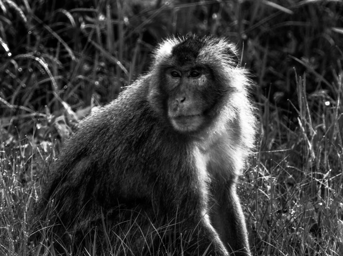 Funky Monkey | GANREF