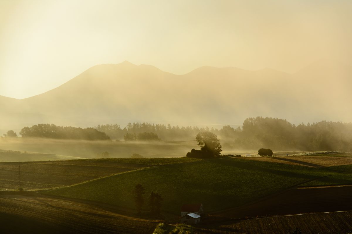 Morning Mist | GANREF