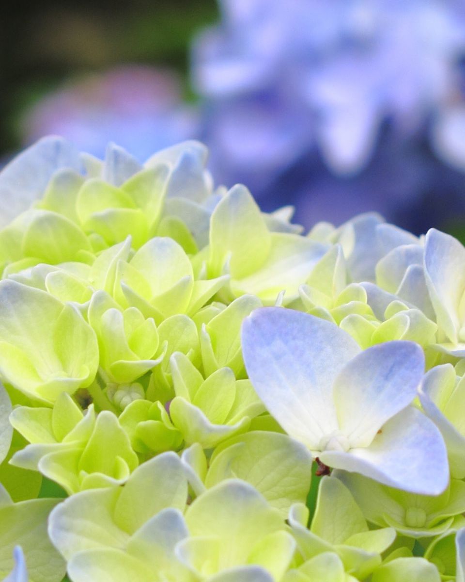 Hydrangea | GANREF