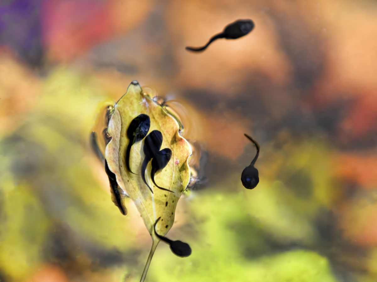 可愛いオタマジャクシ | GANREF