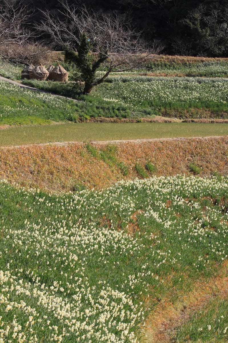 里山の春 | GANREF