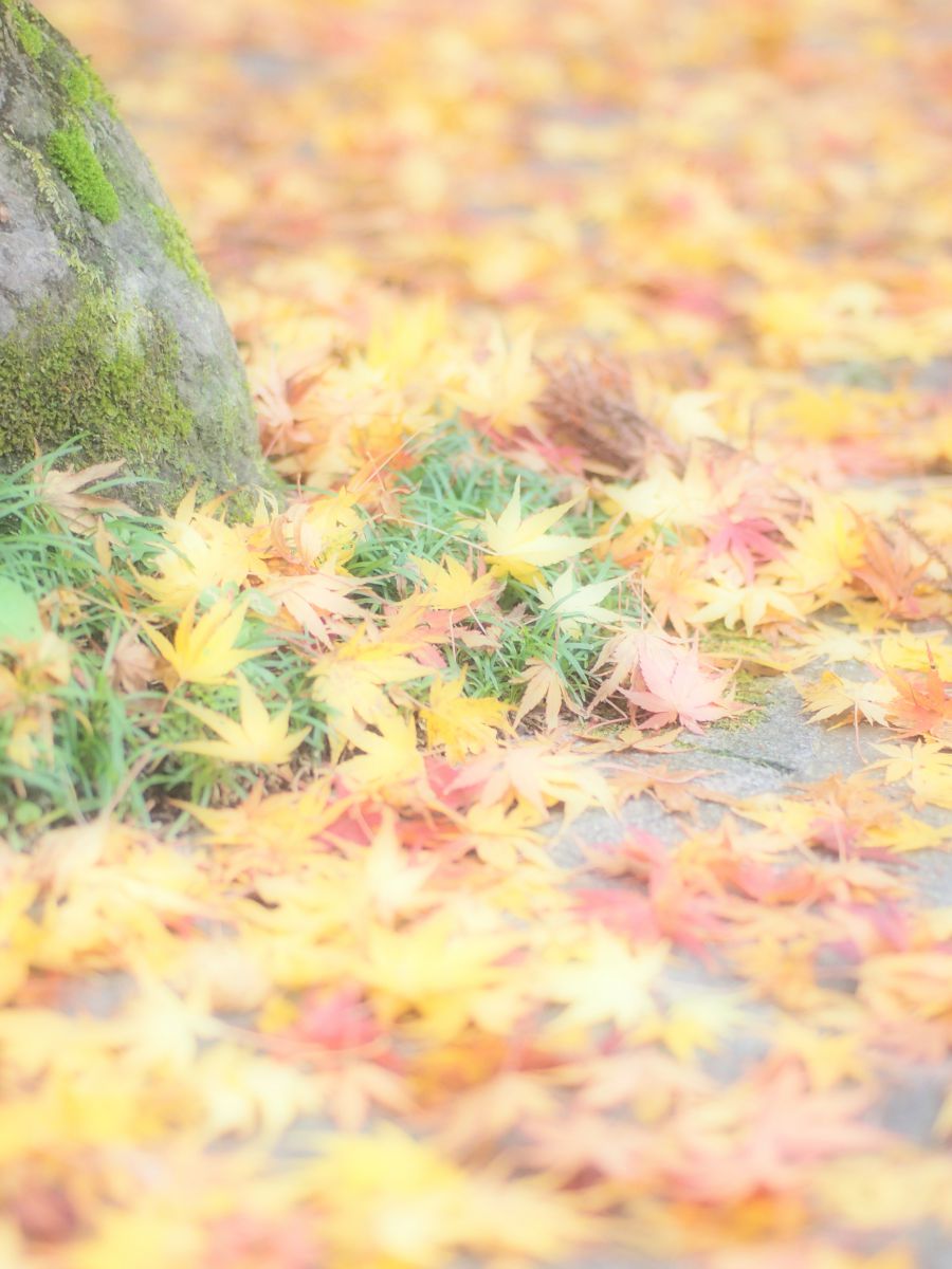 一面の・・・ | GANREF