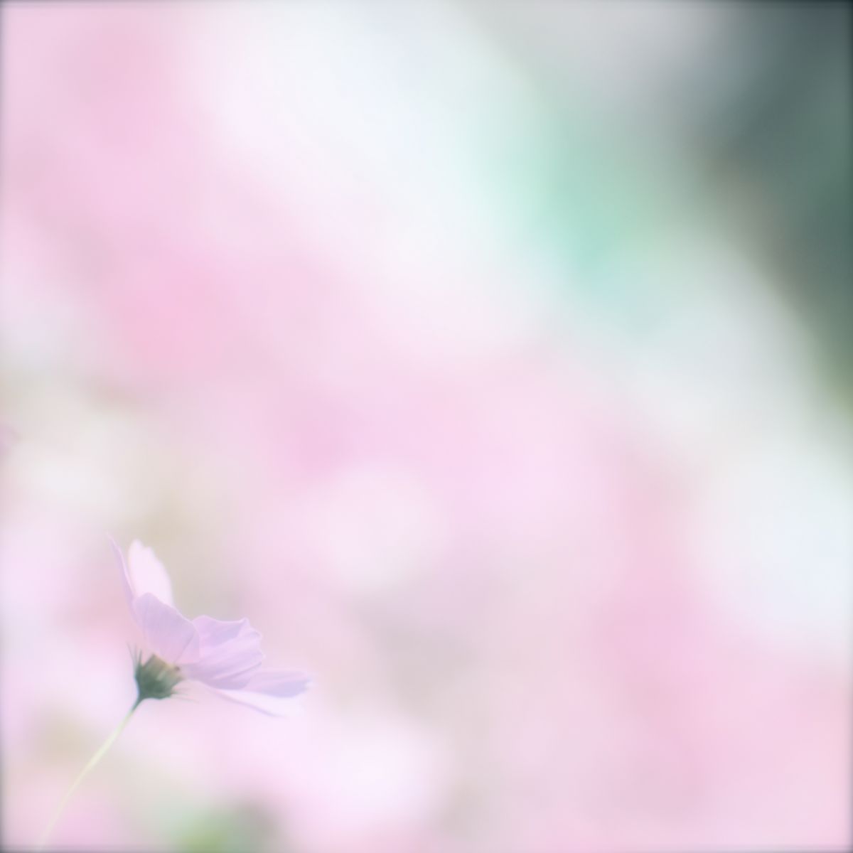 消えゆく想い・・・ | GANREF