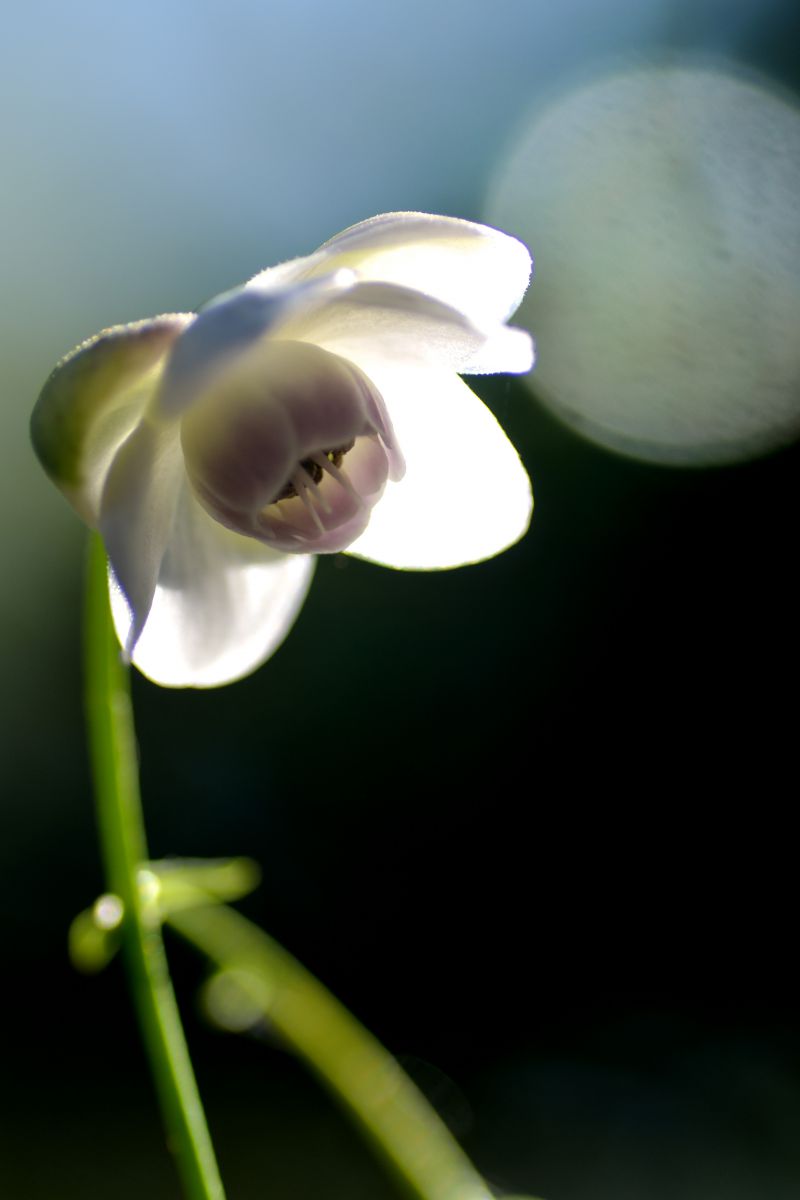 木陰の妖精 | GANREF