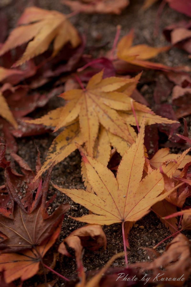 秋の訪れ | GANREF