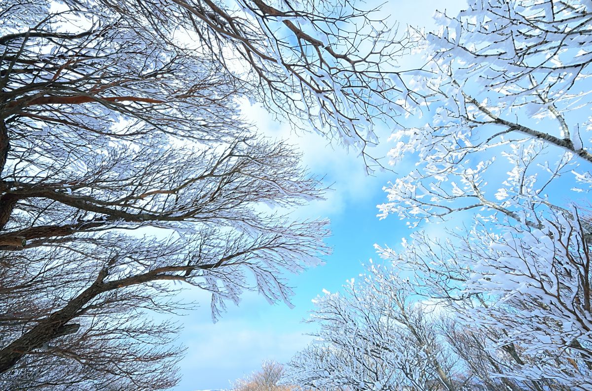 winter mountain trees 3 | GANREF