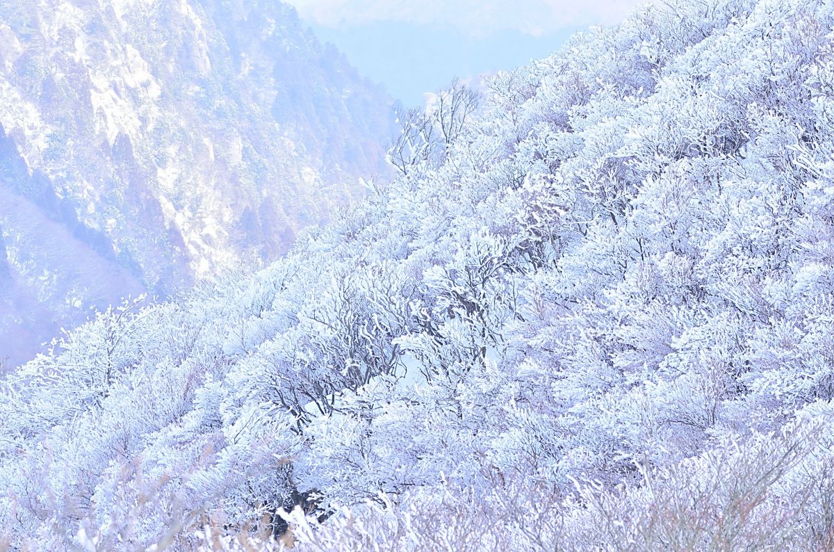 winter mountain trees 2 | GANREF
