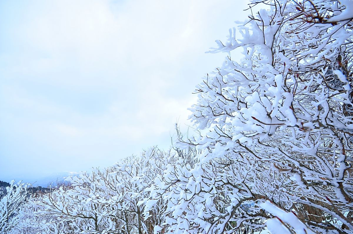 winter mountain trees 4 | GANREF