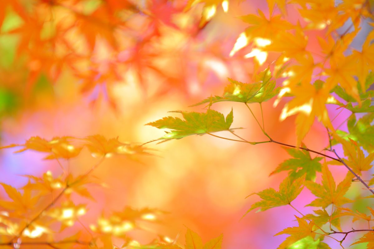 秋色のHarmony♪ | GANREF