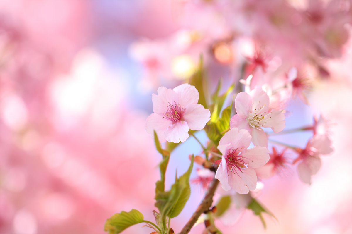 春色PINK♪ | GANREF