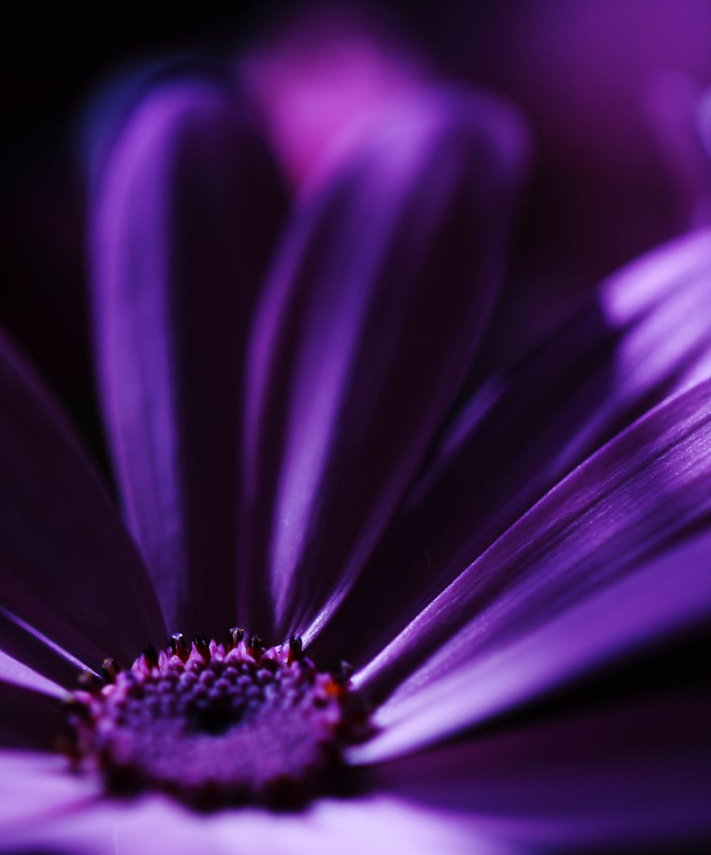 Deep Purple | GANREF