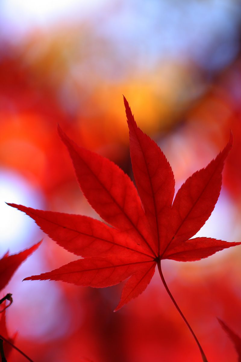 Super Model | GANREF