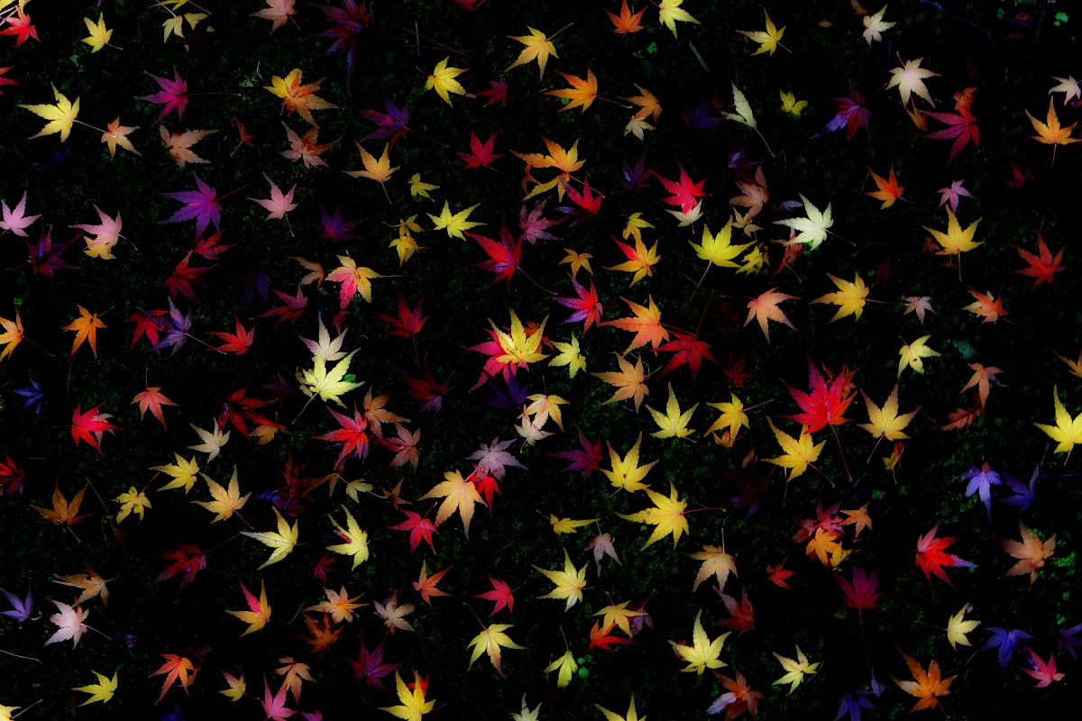 Stardust Memory | GANREF