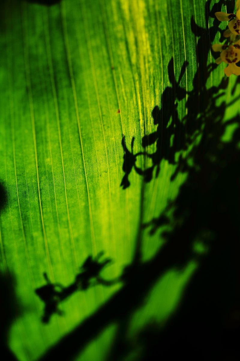 Green Screen♪ | GANREF