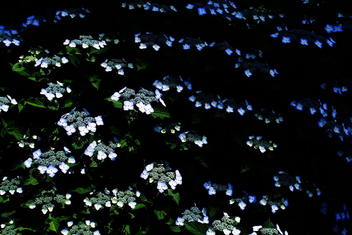 Light and shade♪ | GANREF