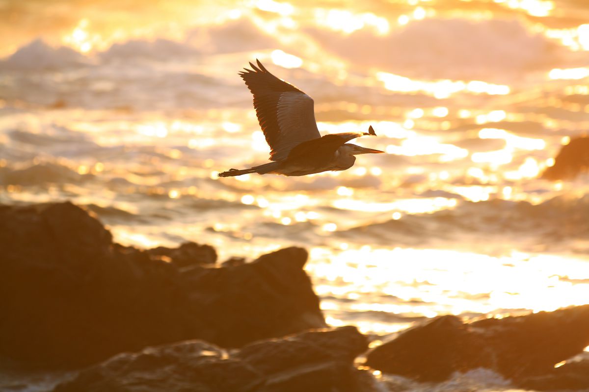Evening Flight | GANREF