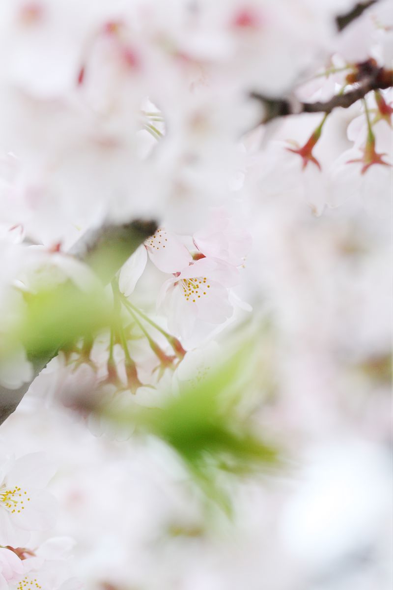 貴女にAF！ | GANREF