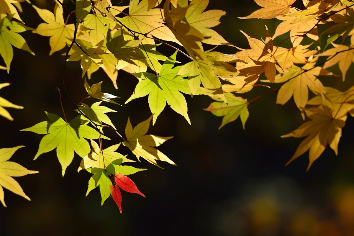 これから | GANREF