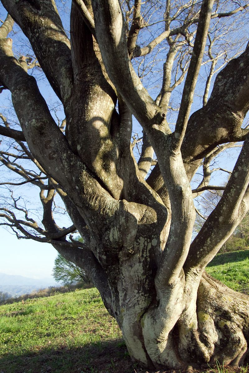 ヘラクレス | GANREF