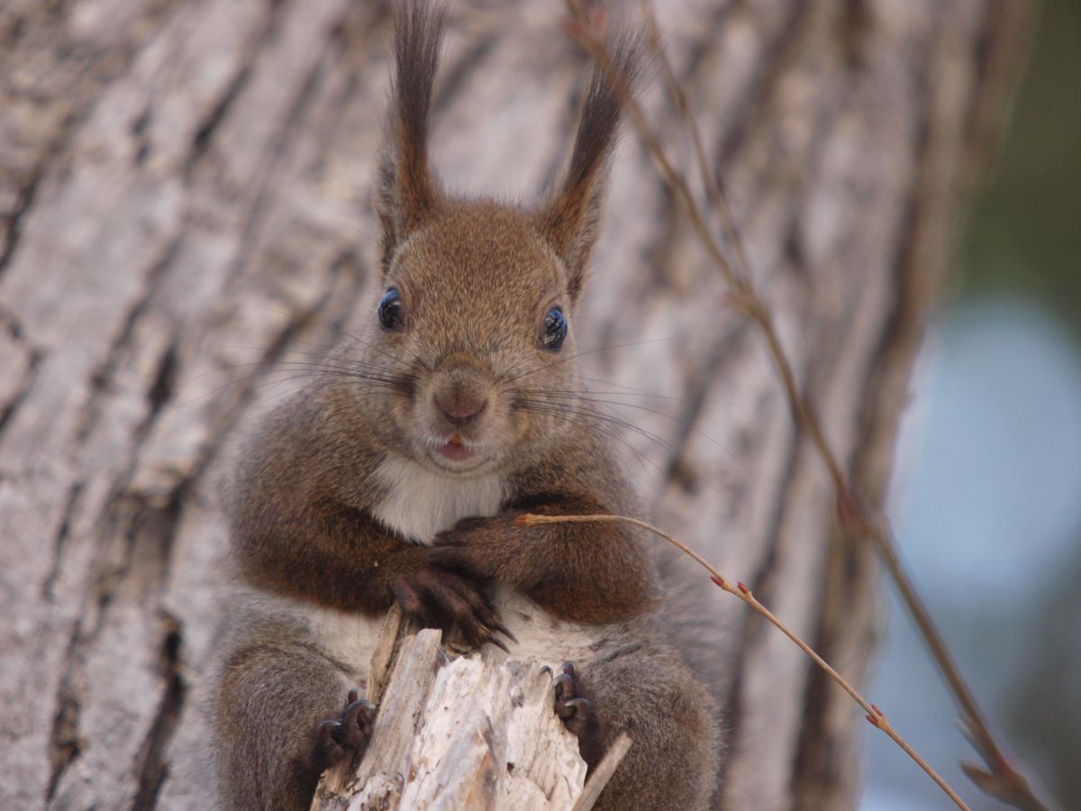 エゾリス春 | GANREF