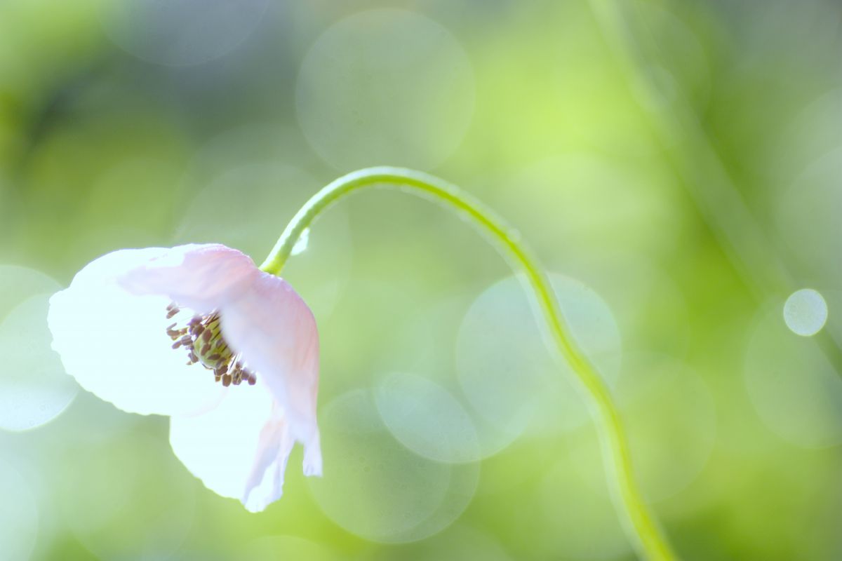 来年も会おうね！ | GANREF