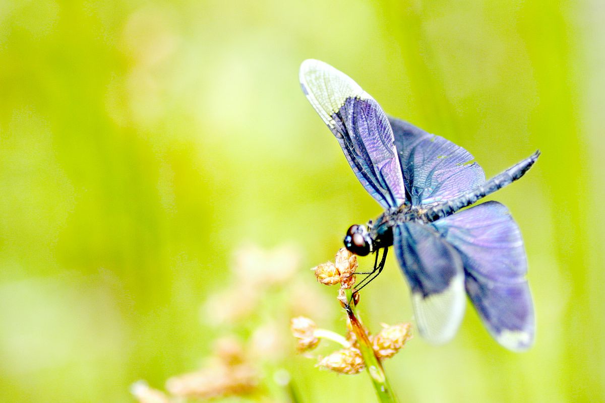 A Blue Dragonfly | GANREF