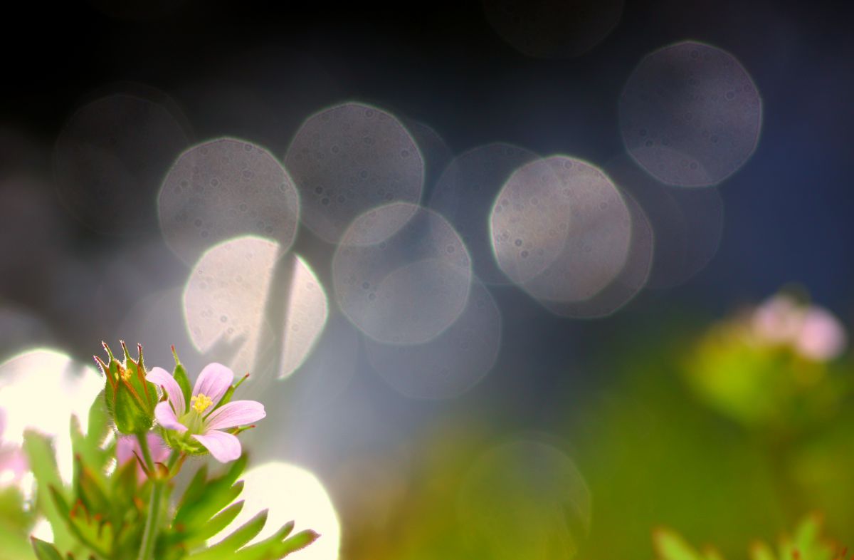 ひっそりと佇む | GANREF