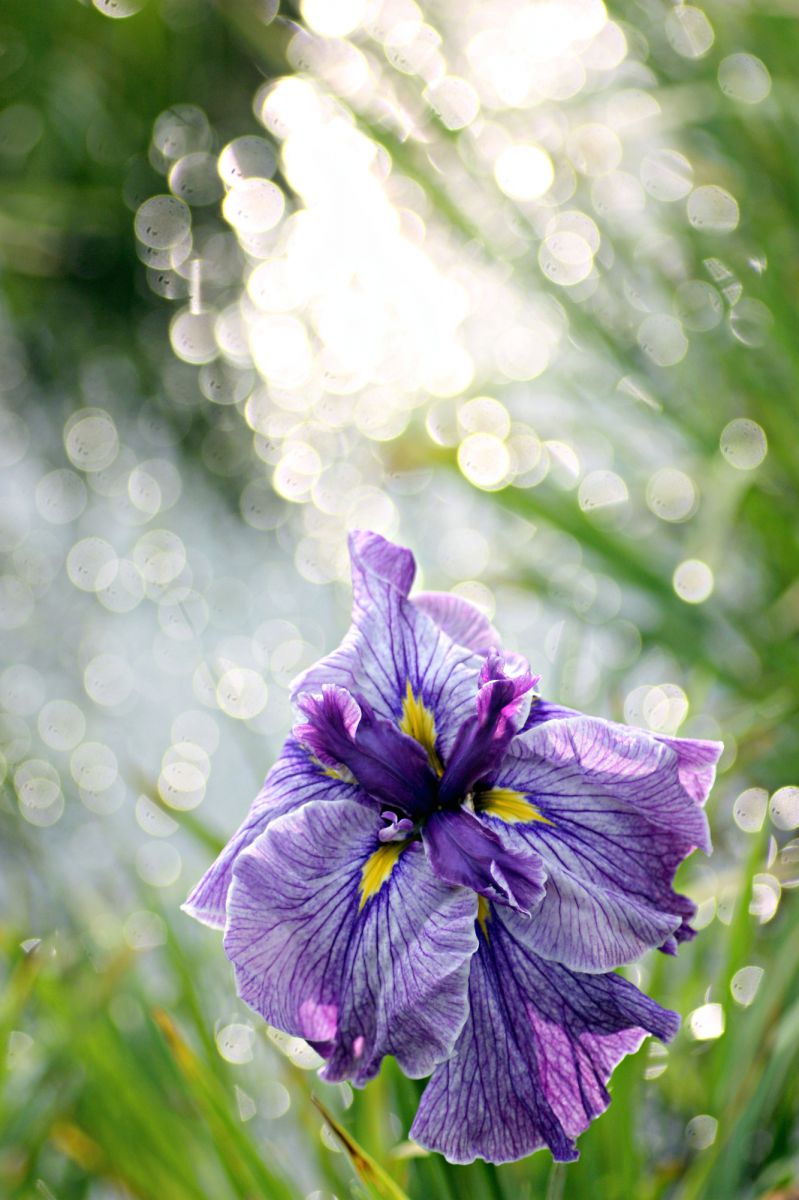 The rainy season | GANREF