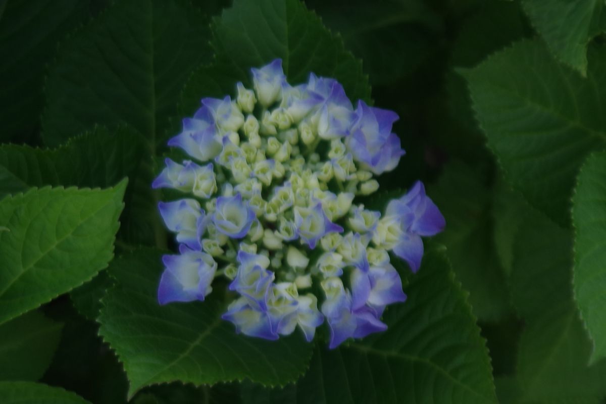 Out of Focus | GANREF