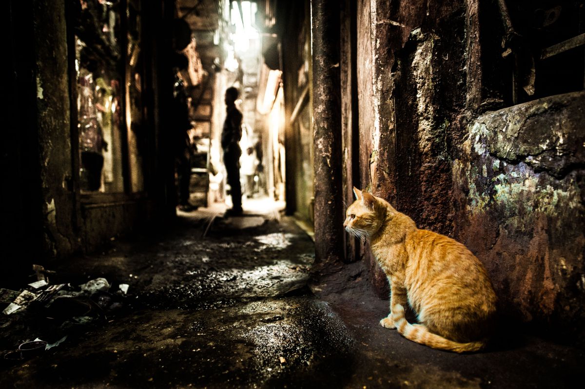 Wiretapping Cat | GANREF