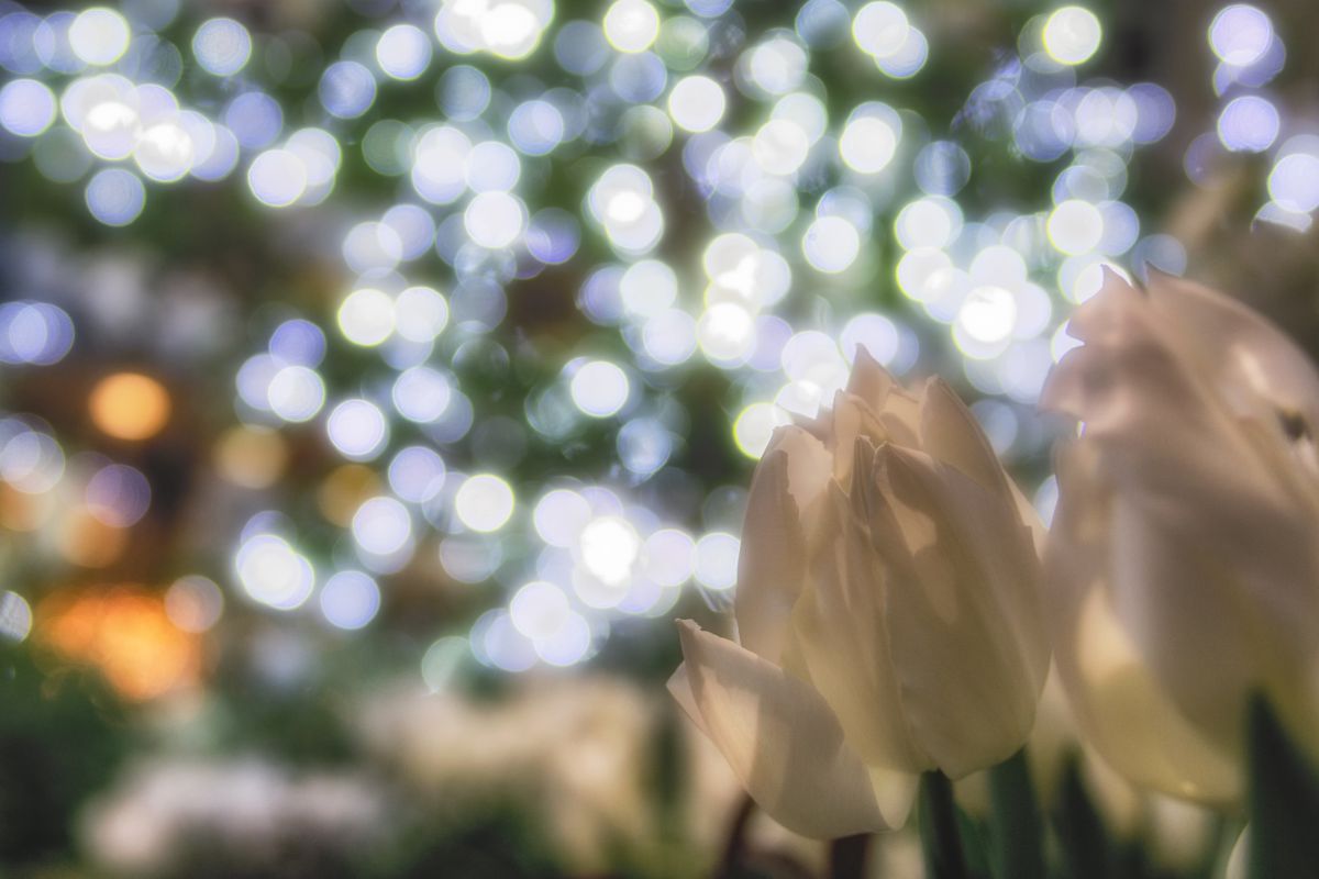 White Marvel | GANREF