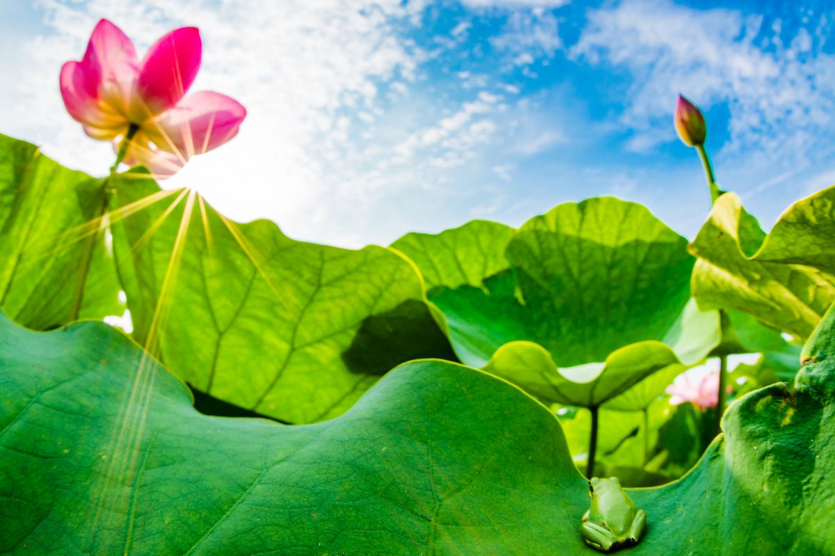 夏のはじまり | GANREF