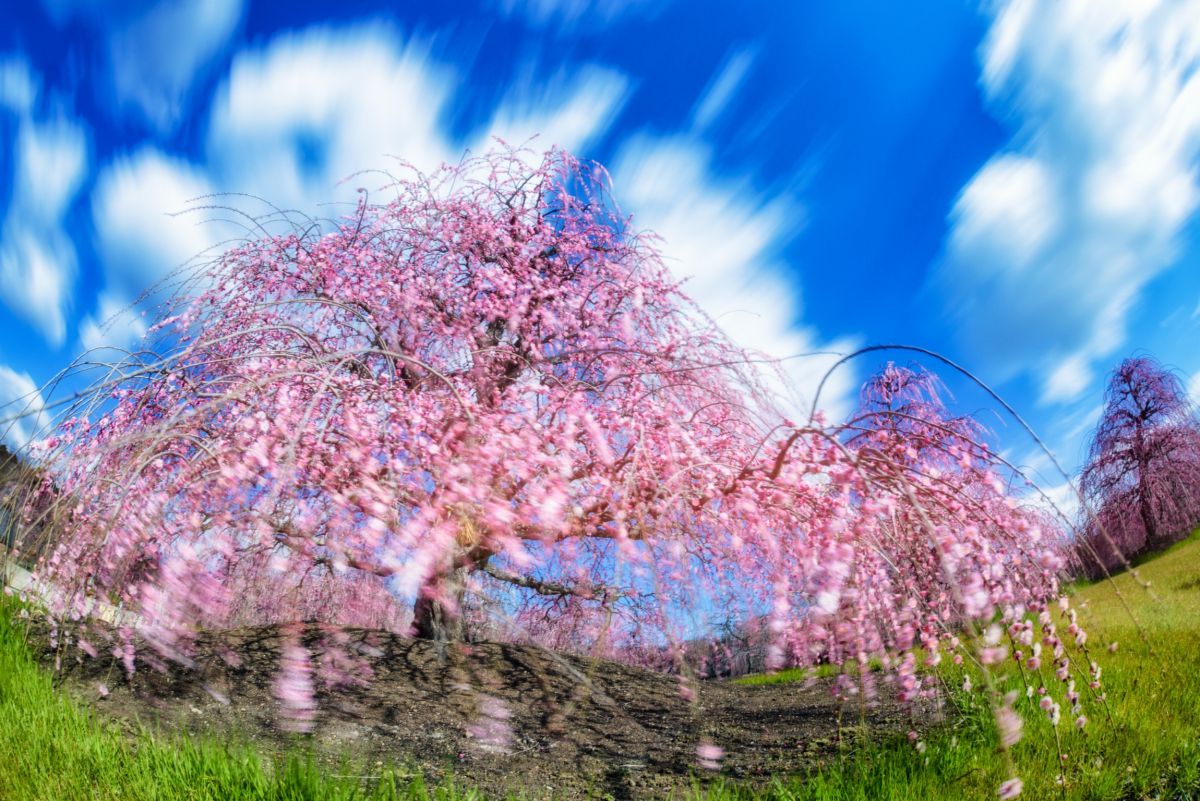 心躍る春の訪れ | GANREF