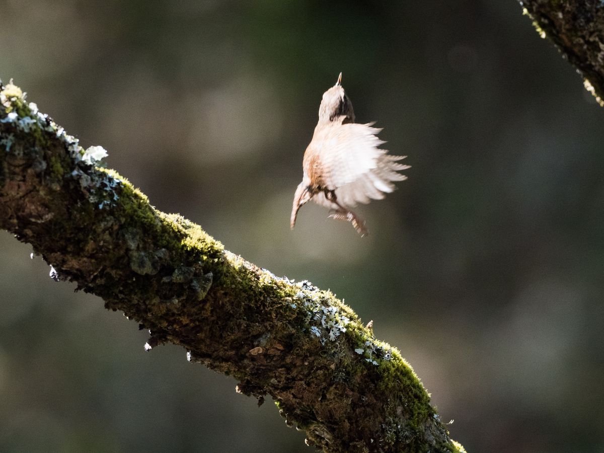 Dancing Queen | GANREF