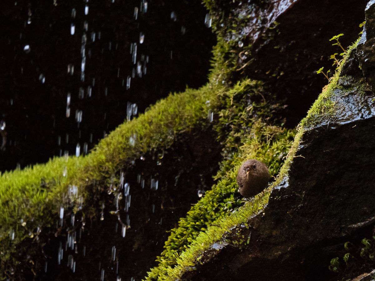 裏見の滝のミソッチ | GANREF