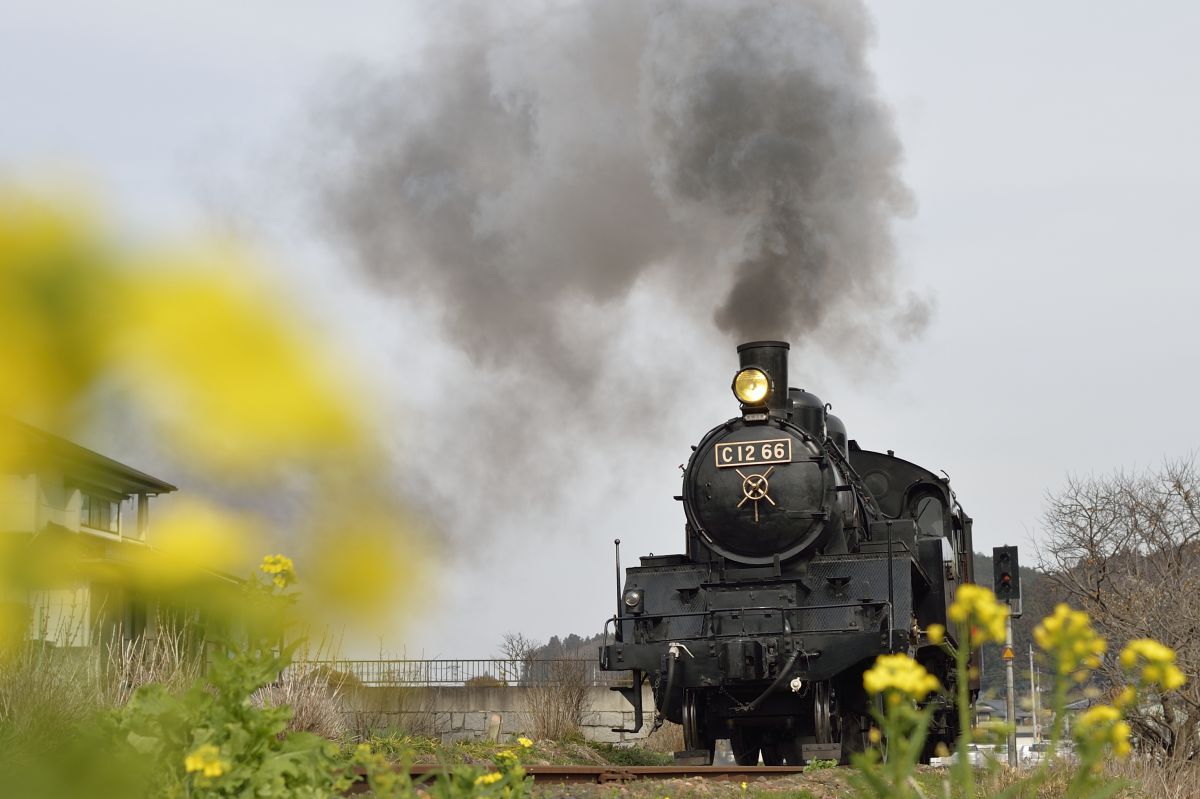 春ですね！！ 臨時列車は密やかに | GANREF