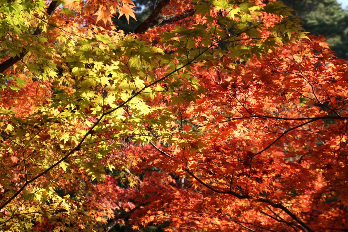 紅と黄色を逆光で | GANREF