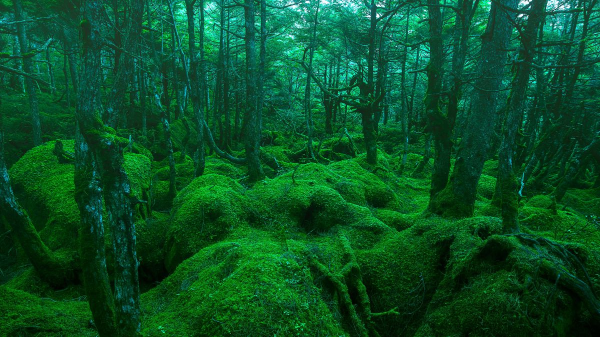 deep forest | GANREF