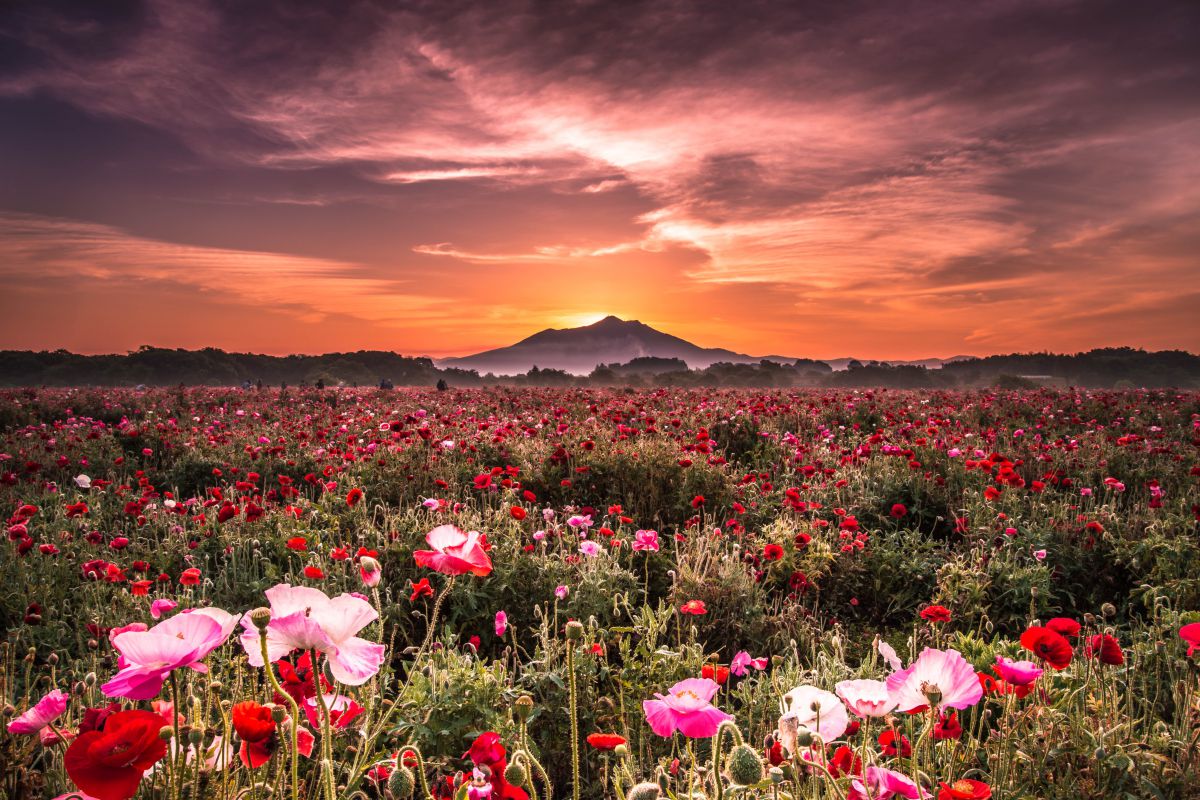 Before Daybreak | GANREF