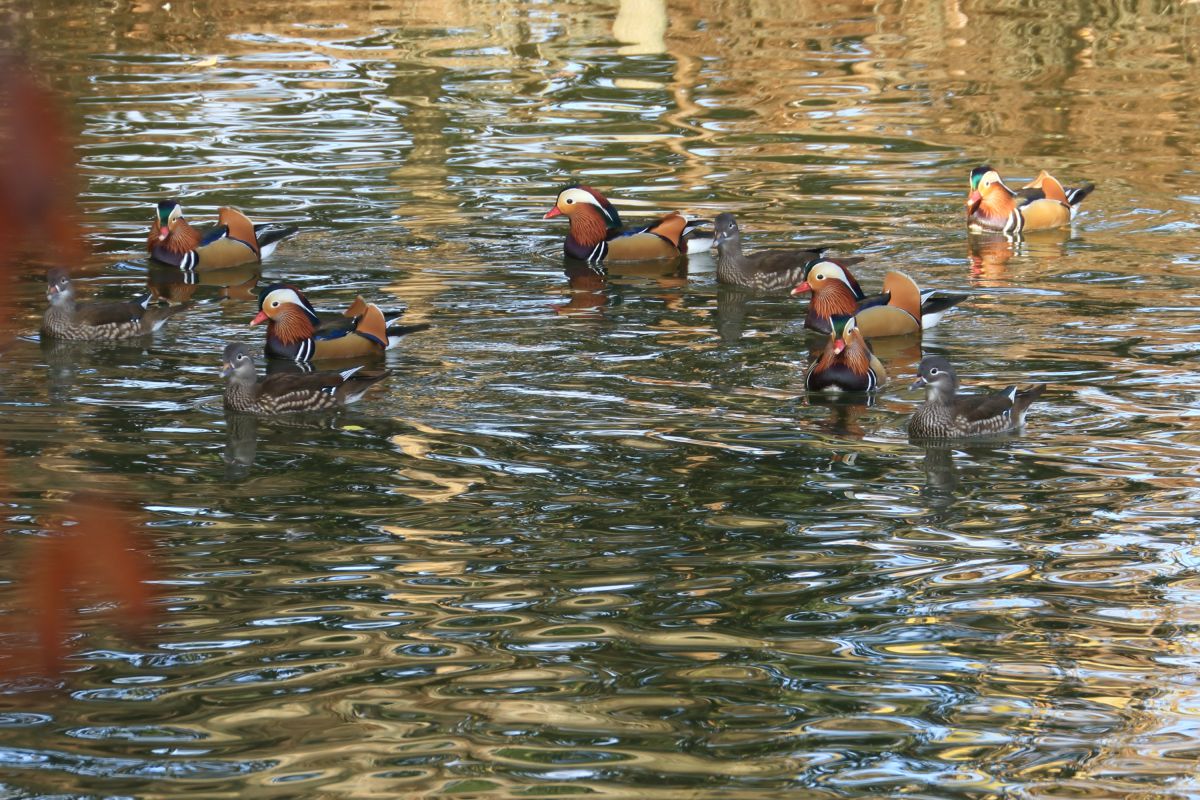 Mandarin duck | GANREF